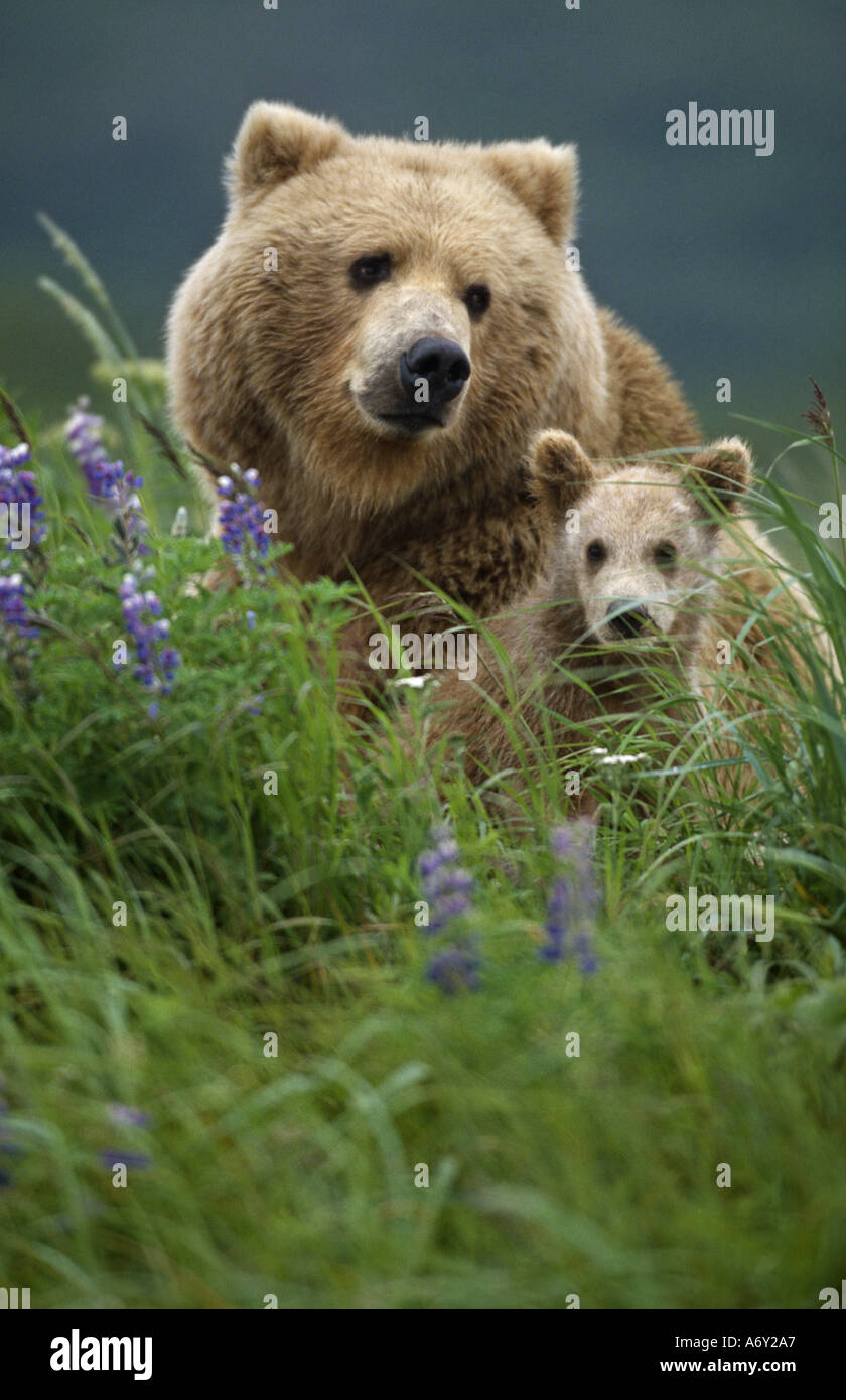 Sow Grizzly Cubs in Grass Hallo Bay Katmai NP Alaska Stock Photo - Alamy