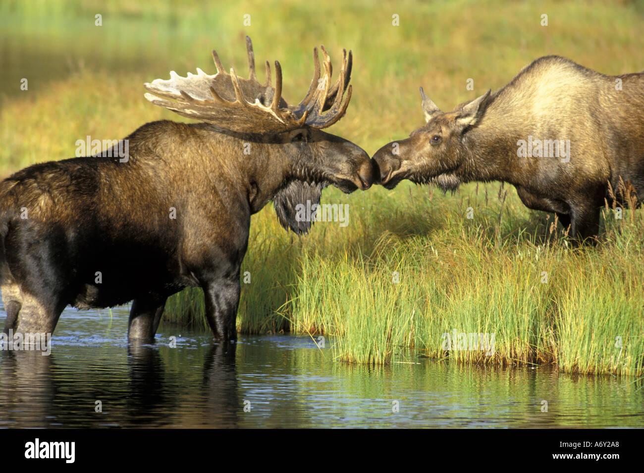 Bull moose cow moose couple hi-res stock photography and images - Alamy