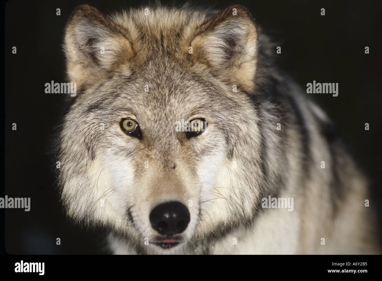 Grey wolf portrait Stock Photo - Alamy