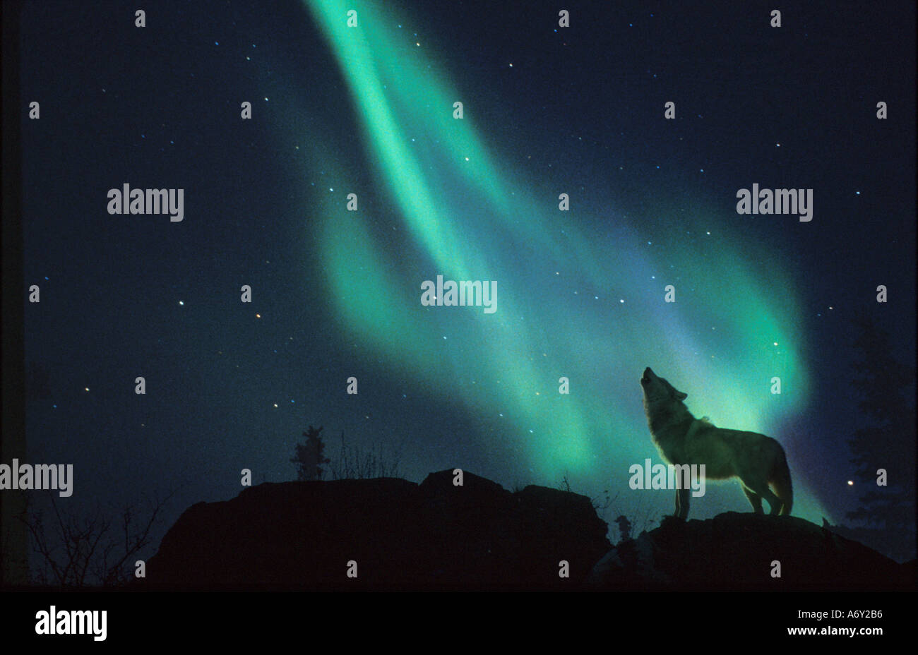 Blue Northern Lights Wolf