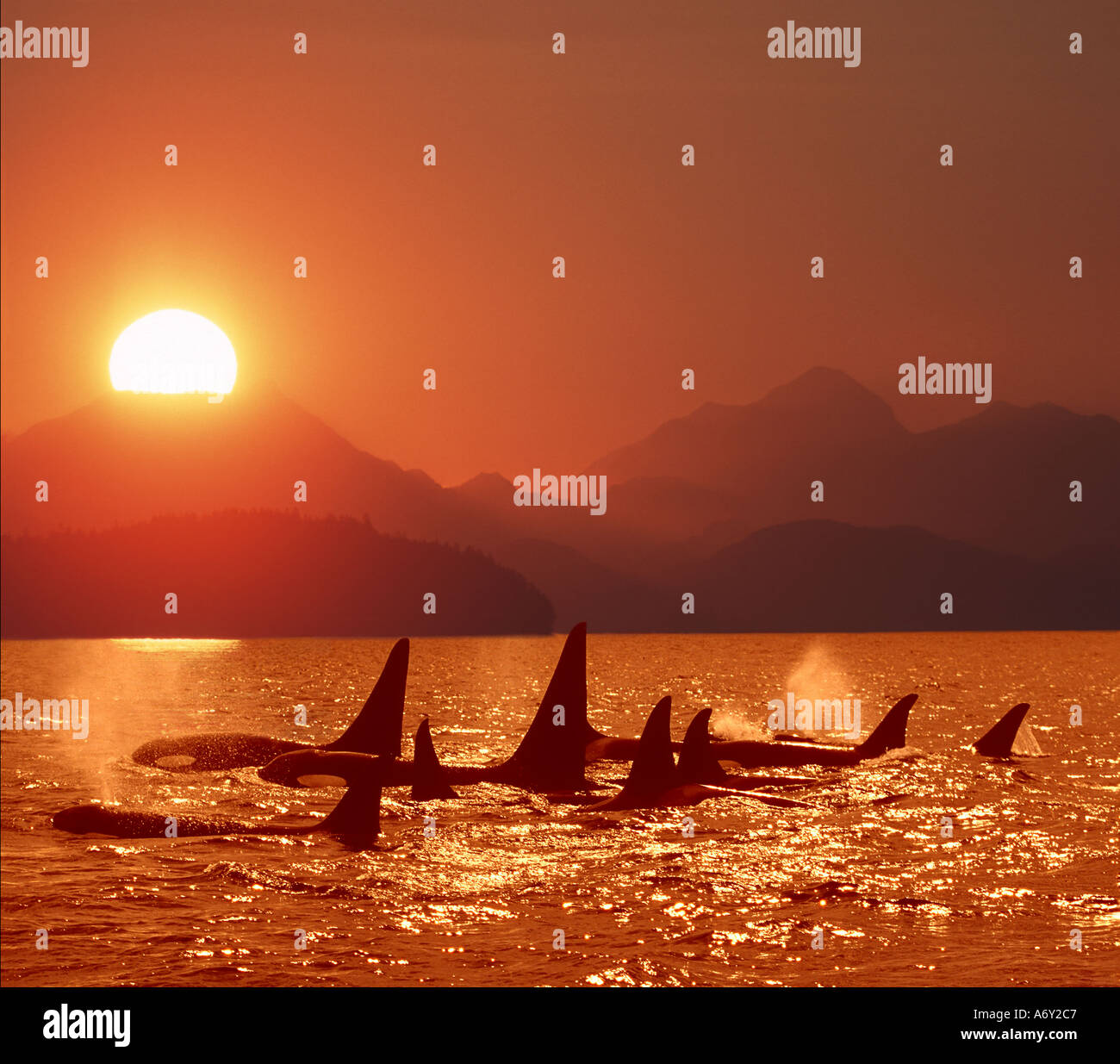 Orca Pod Swimming Sunset Composite SE Alaska Stock Photo - Alamy