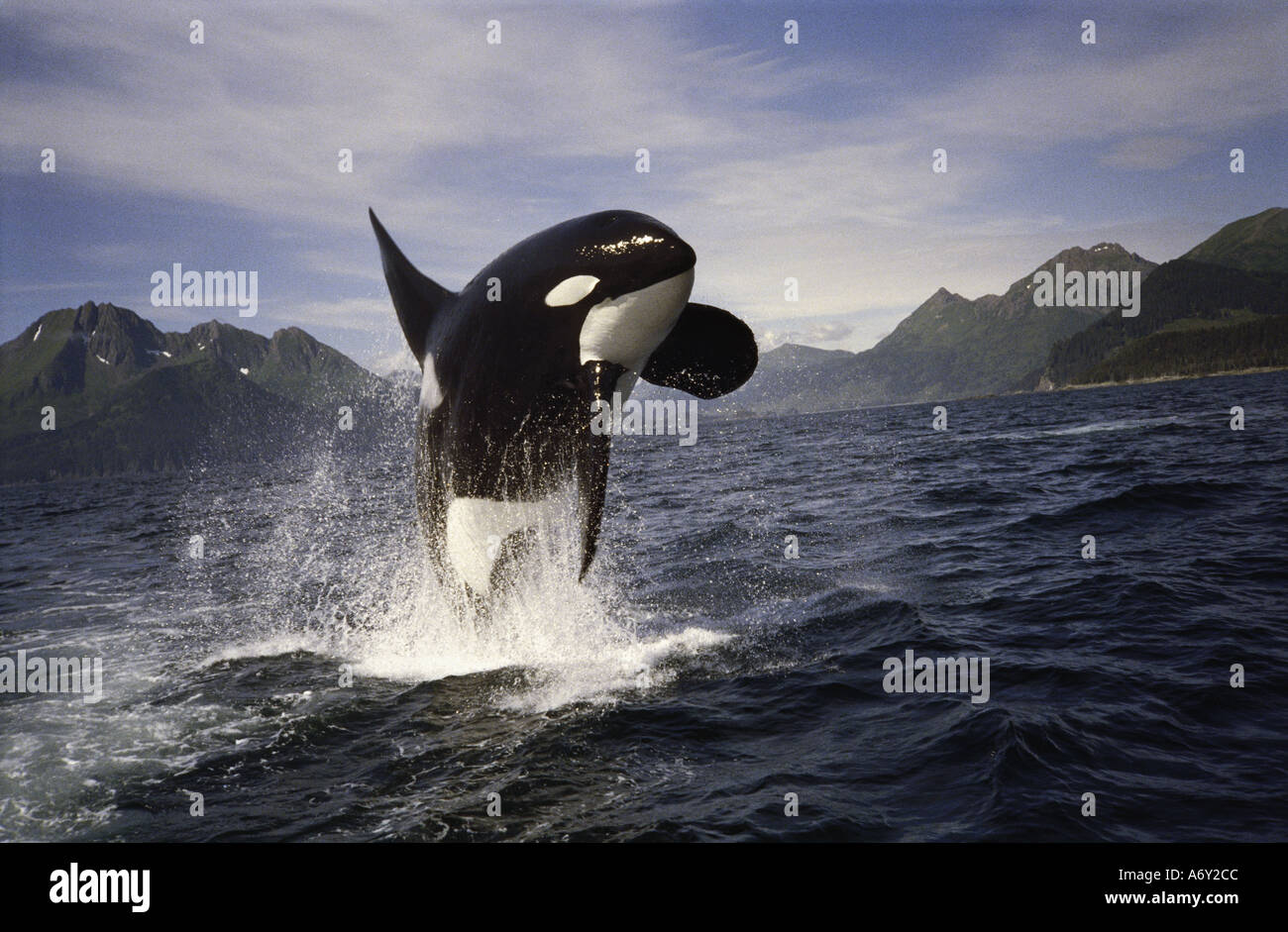 Orca Whale Breaching Kenai Penin Kachemak Bay AK Kenai Mtns Summer Free ...