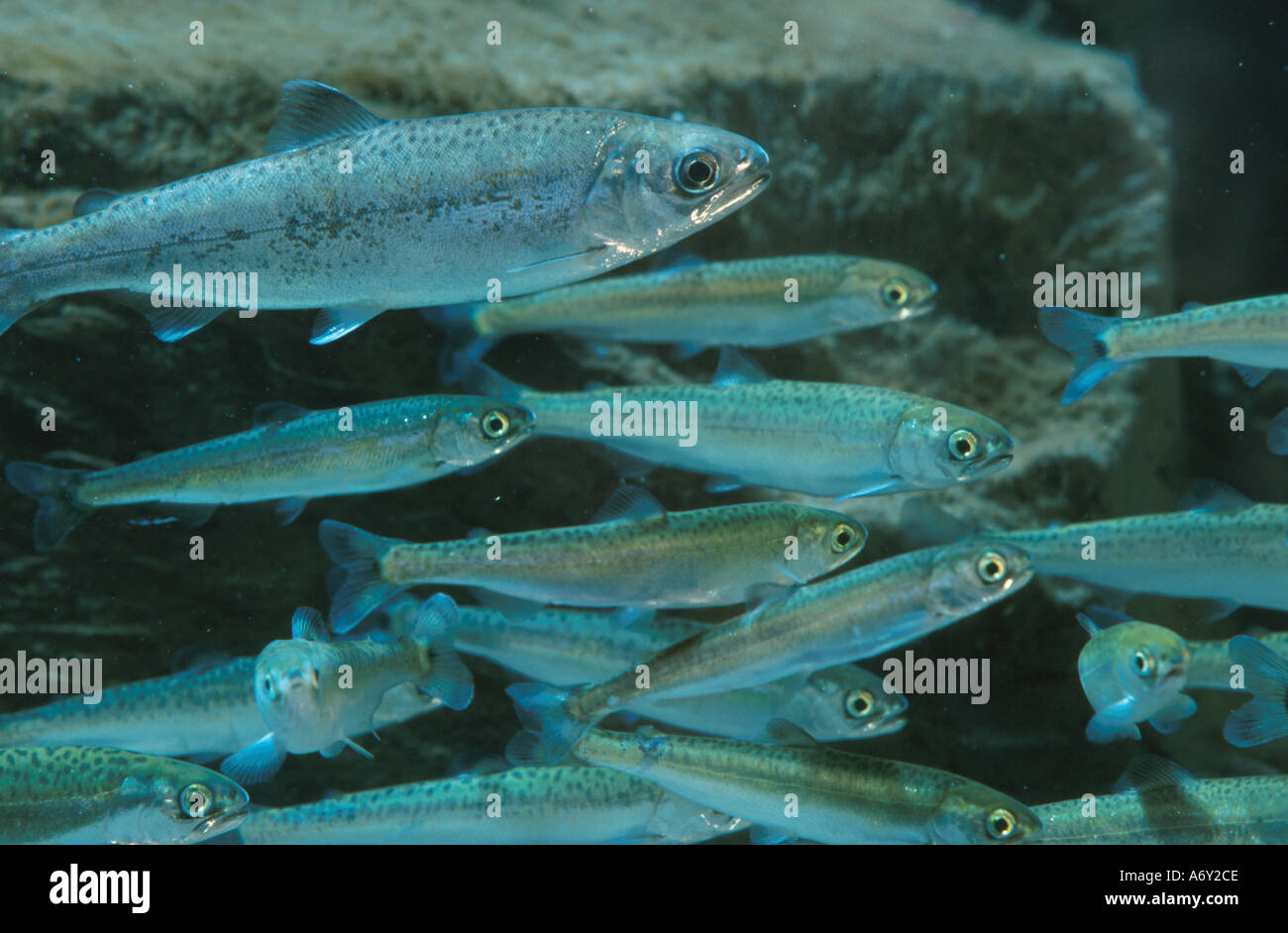 Coho Salmon Fry High Resolution Stock Photography and Images - Alamy