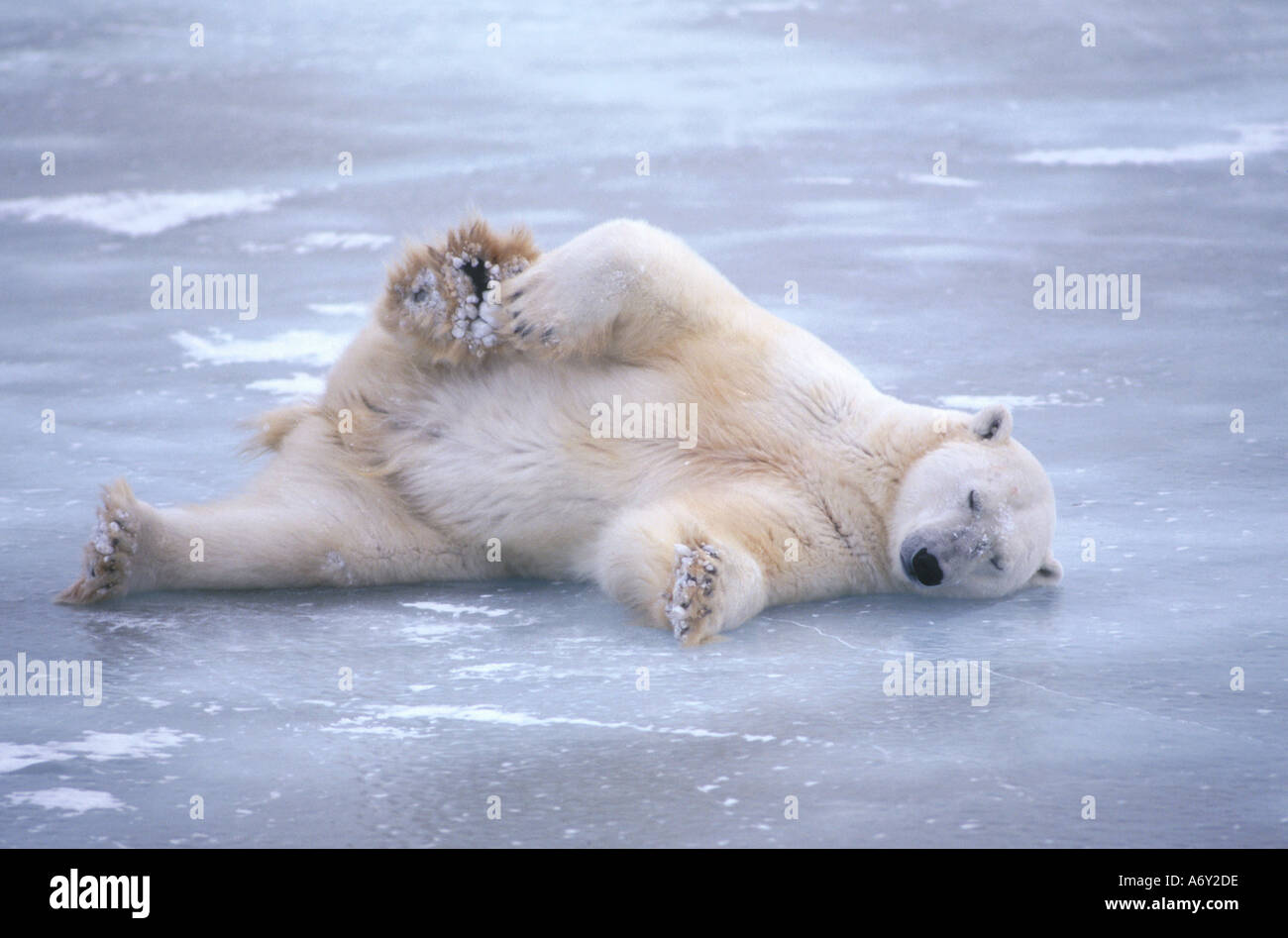 Bear laying on back hi-res stock photography and images - Alamy