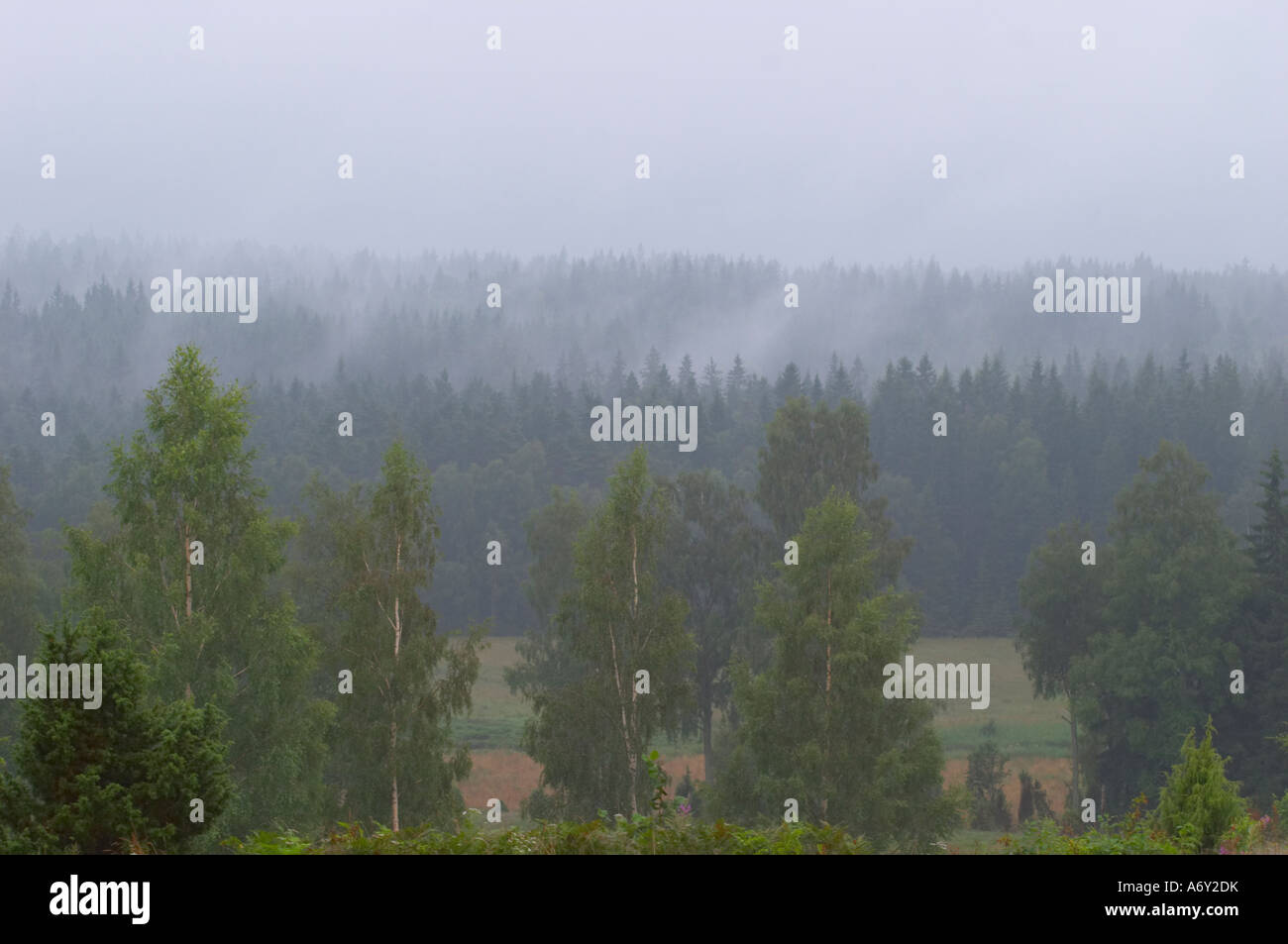 Mist rising out of the forest looking magic and mystical, almost like ...