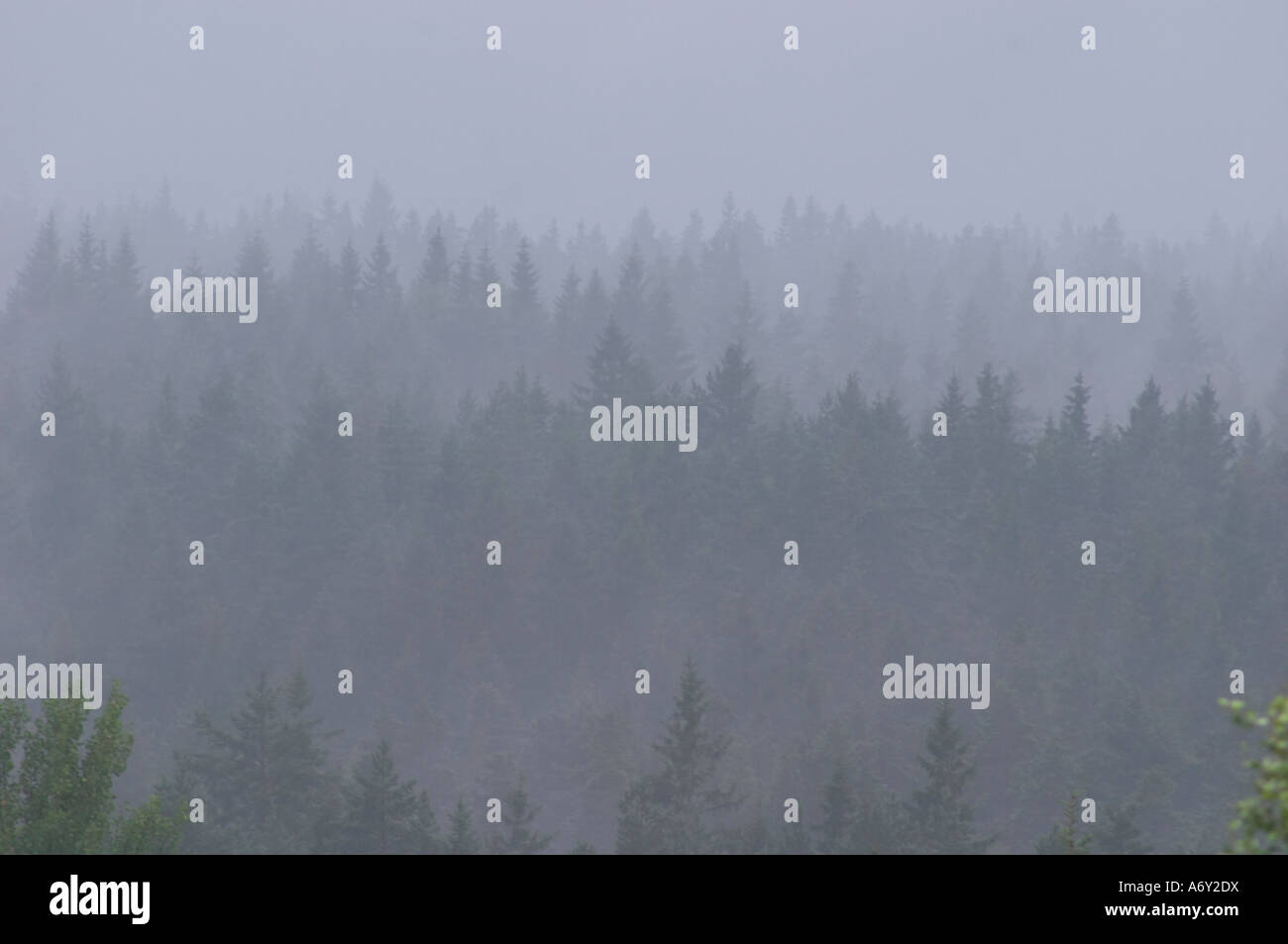 Mist rising out of the forest looking magic and mystical, almost like ...