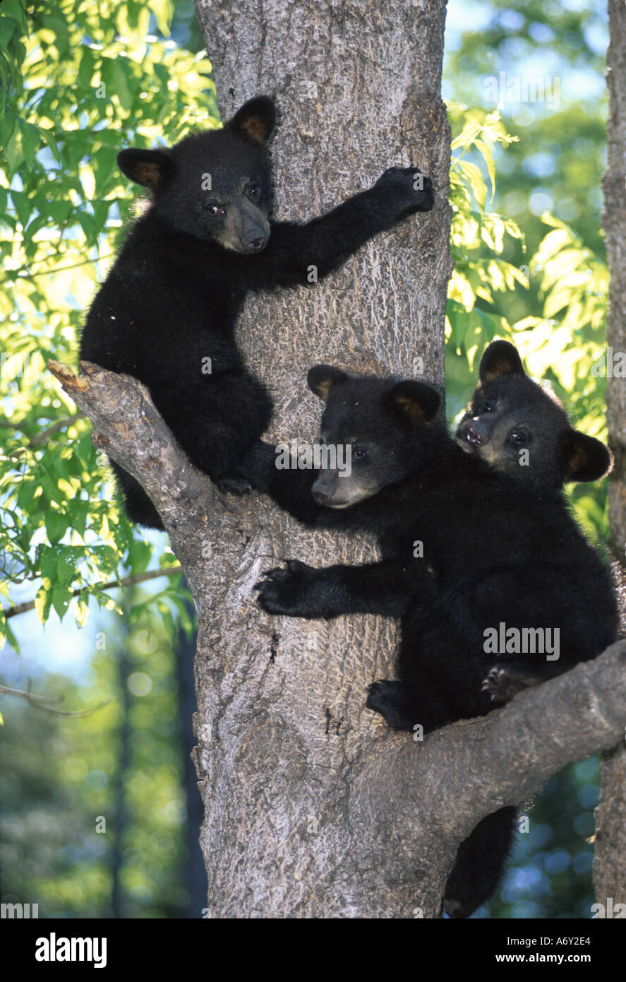 Black Bear Cubs Tree High Resolution Stock Photography and Images - Alamy