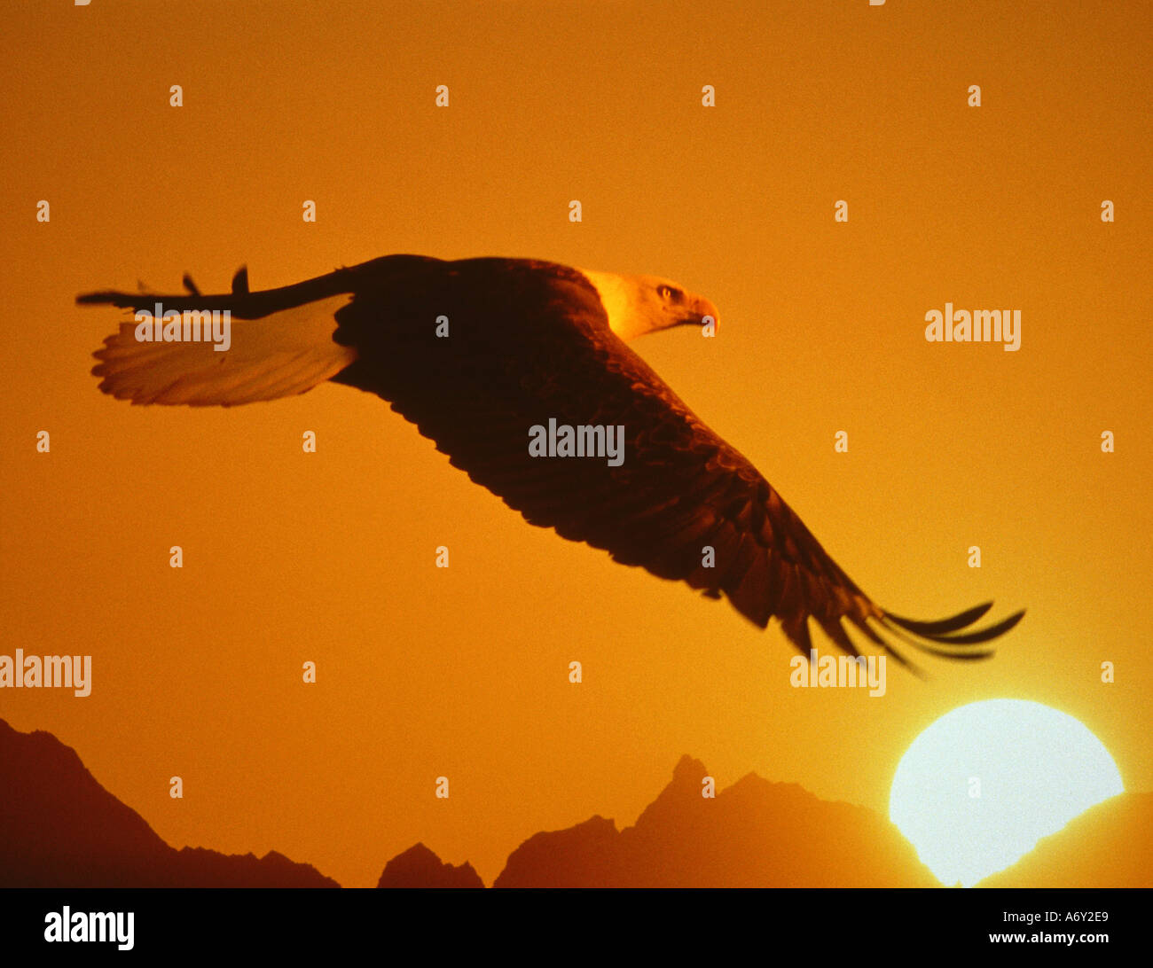 Bald eagle in flight sunset hi-res stock photography and images - Alamy
