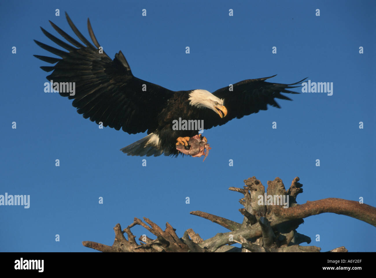 Bald eagle landing on branch hi-res stock photography and images - Alamy