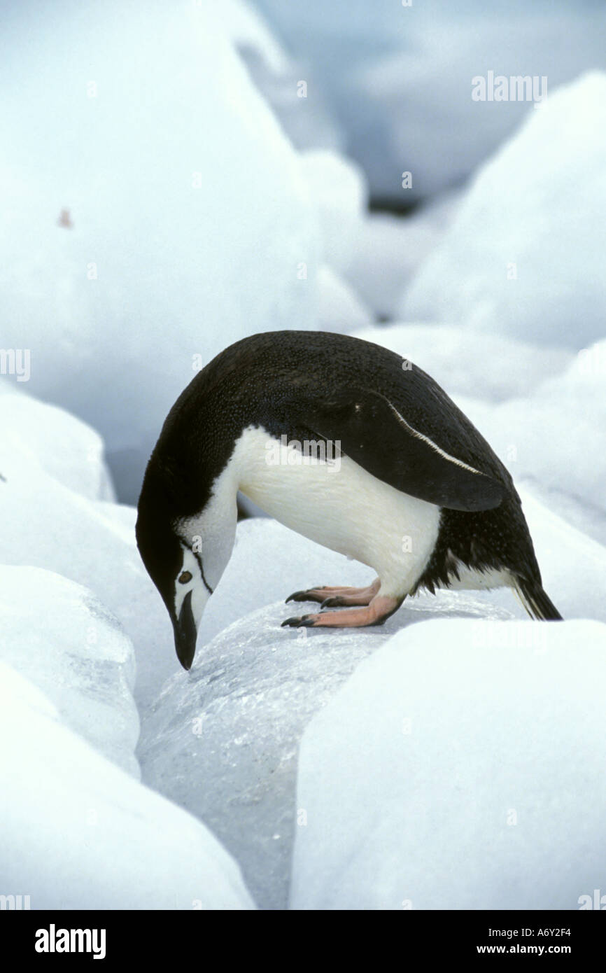 Paulet Island Antarctica Chinstrap Penguin Bending Winter Portrait Ice ...