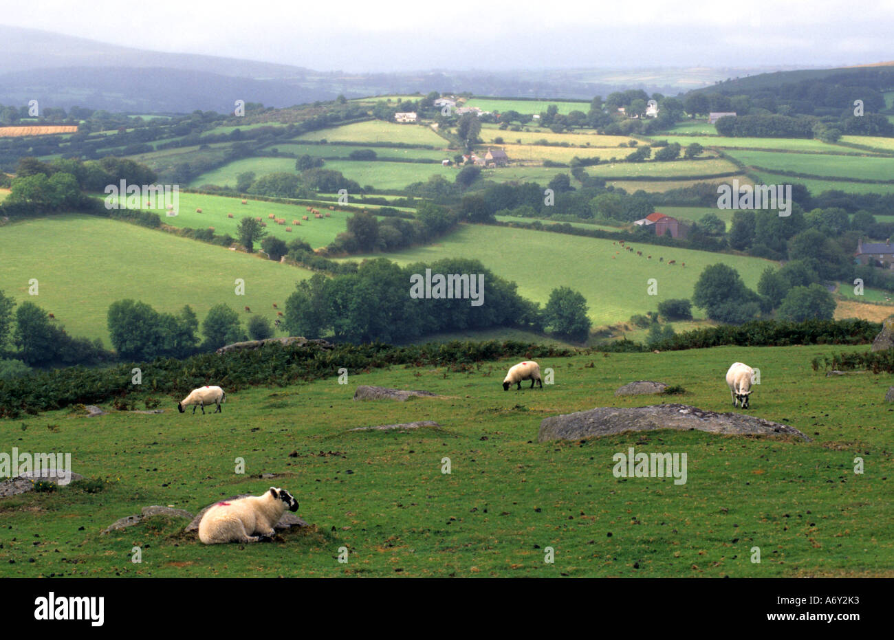 England cattle sheep Farm house farming farmer Stock Photo - Alamy