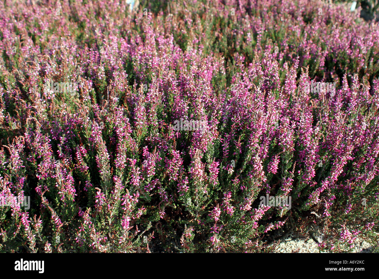 Heather. Calluna Vulgaris - Amethyst Stock Photo - Alamy