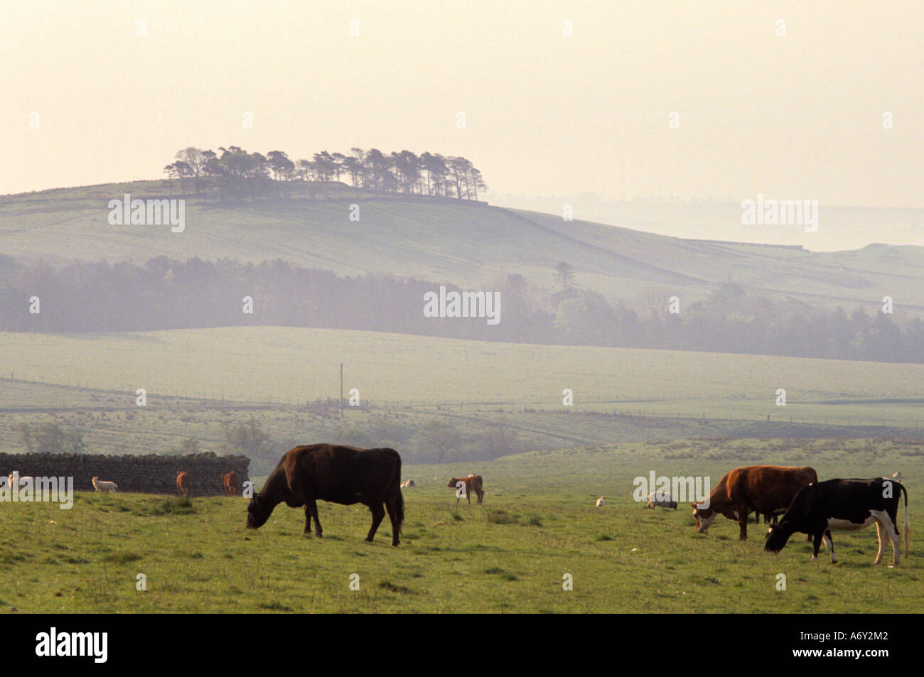England cattle farming farmer agriculture field landscape cow cows ...