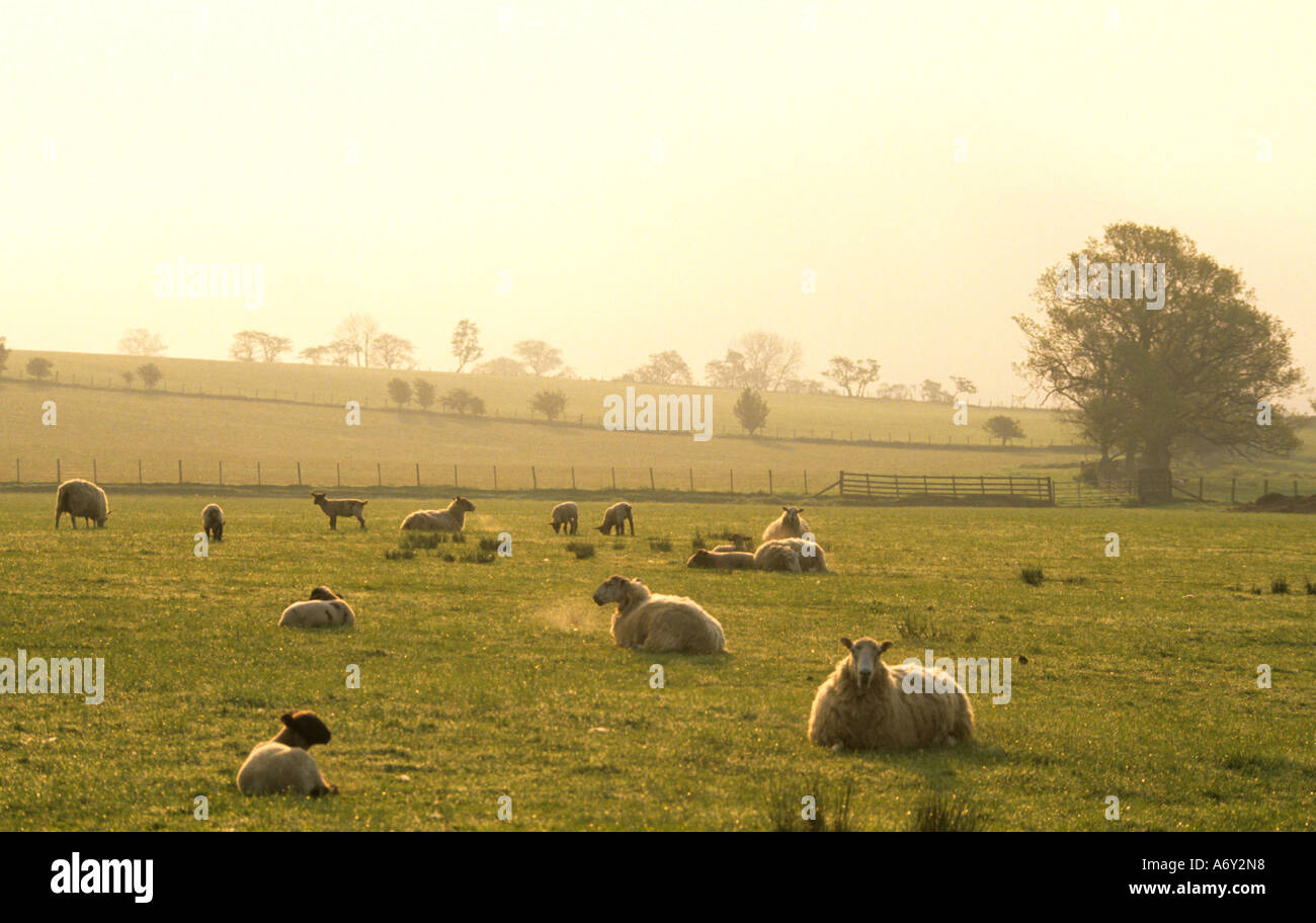 England cattle farming farmer agriculture sheep Stock Photo - Alamy