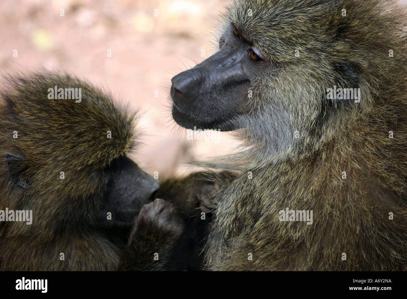 Baboons (mother and baby), Lake Manyara, Tanzania Stock Photo - Alamy