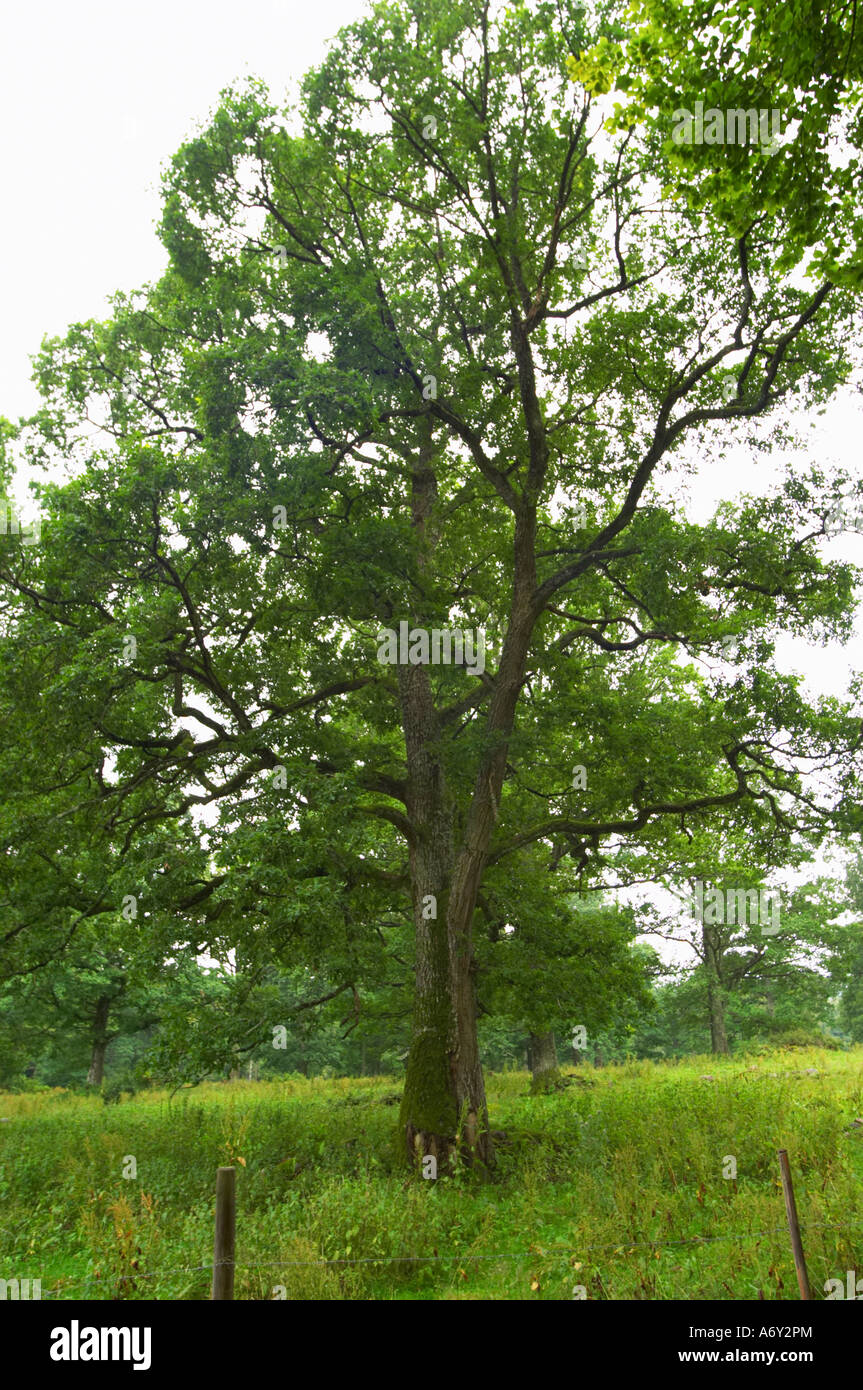 Oak tree in a field. Smaland region. Sweden, Europe Stock Photo - Alamy