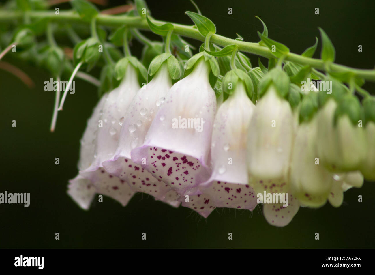 Foxglove, digitalis grandiflora, closeup of white wet flowers with ...