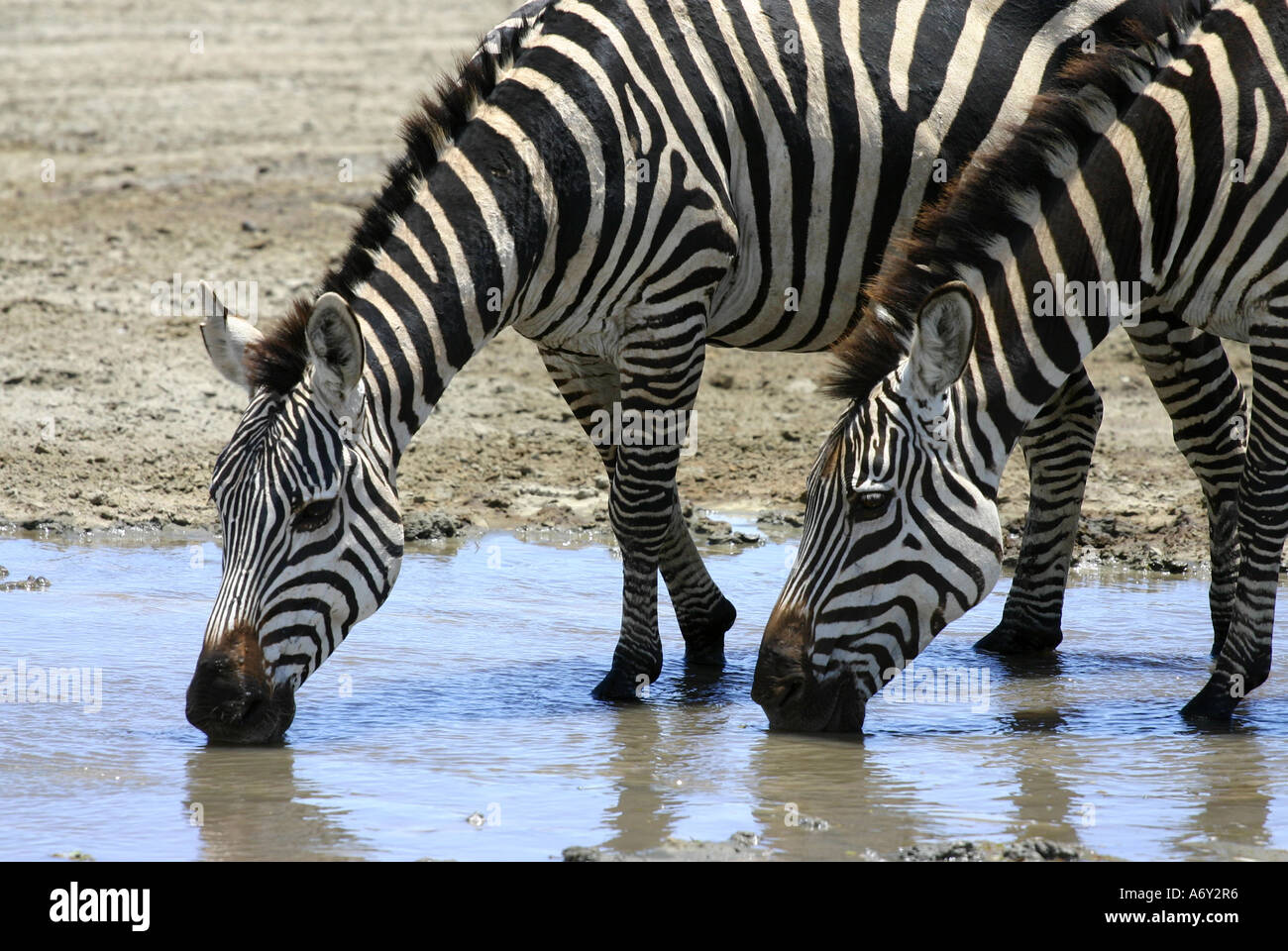 Two zebra drinking from shallow pool, Ngorongoro crater, Tanzania Stock ...