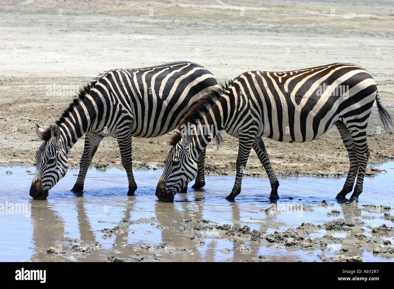 Two zebra drinking from shallow pool, Ngorongoro crater, Tanzania Stock ...