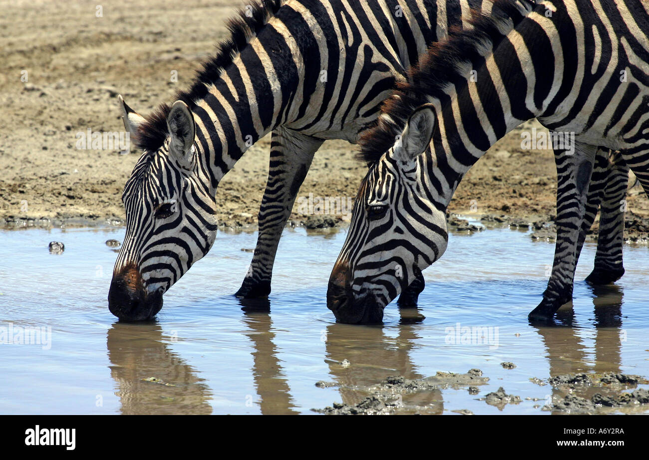 Two zebra drinking from shallow pool, Ngorongoro crater, Tanzania Stock ...