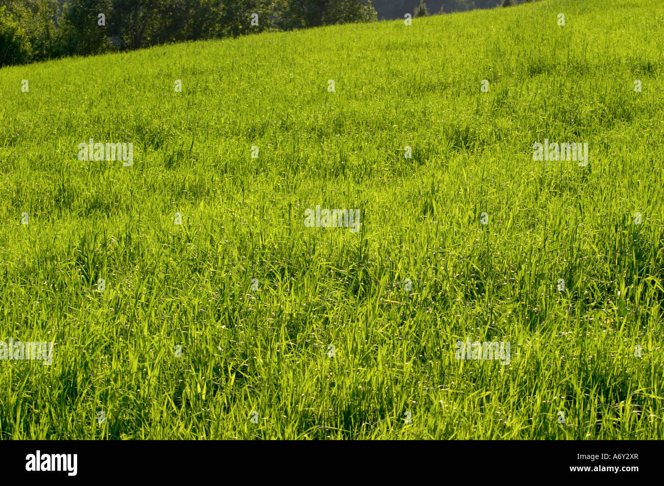 Grazing field with grass. Smaland region. Sweden, Europe Stock Photo ...