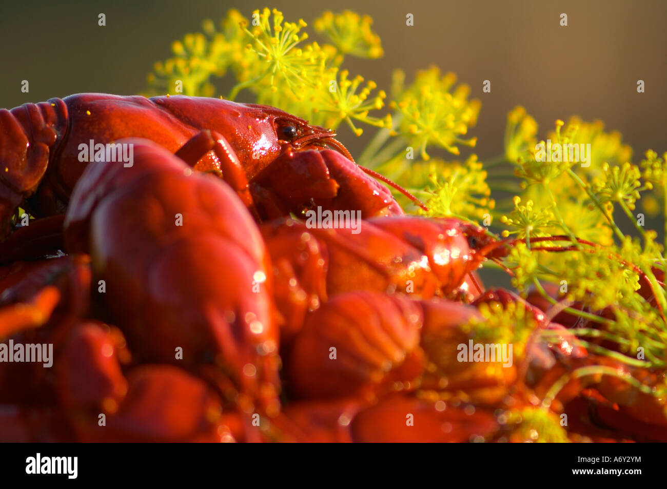 Big heap of traditional Swedish crayfish and dill on a plate against a ...