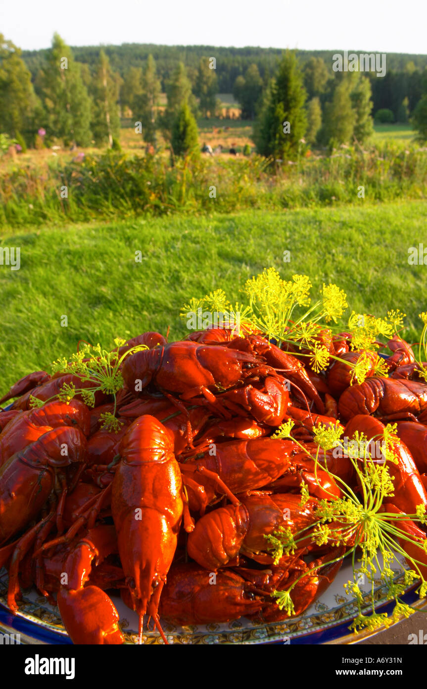 Big heap of traditional Swedish crayfish and dill on a plate against a ...