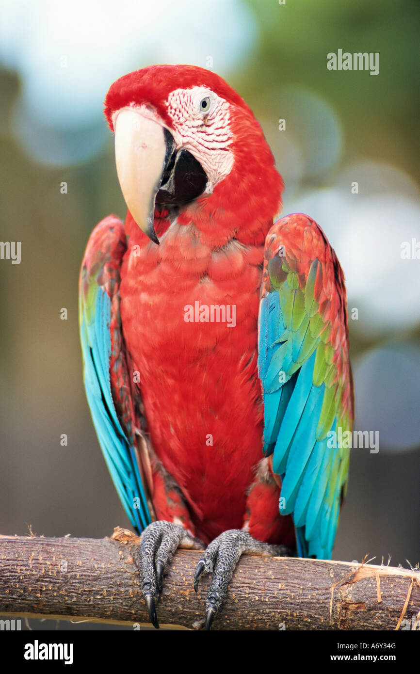 Parrot Aruba West Indies Dutch Caribbean Central America Stock Photo ...