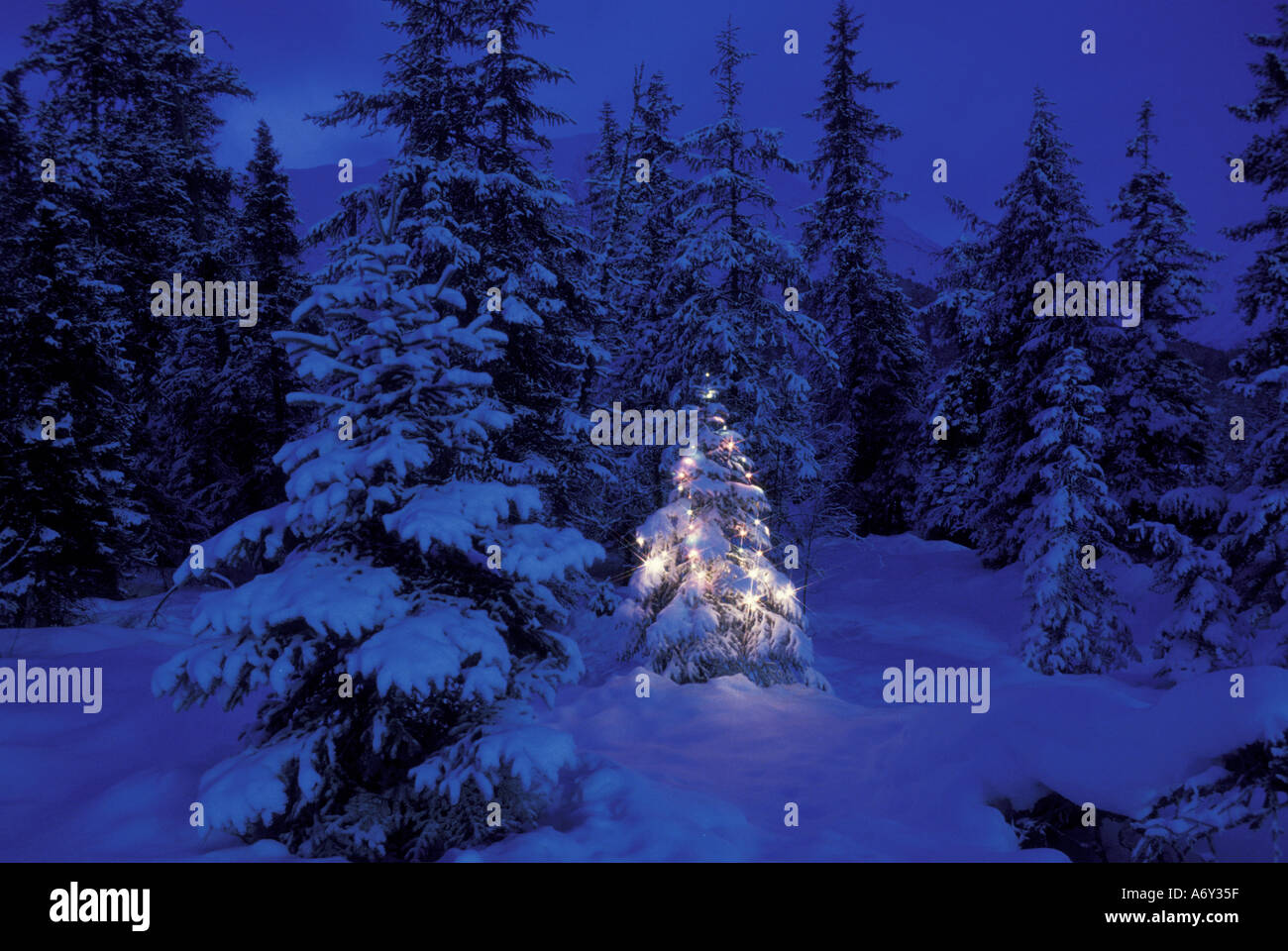 Spruce tree in forest with Christmas lights AK winter Stock Photo - Alamy