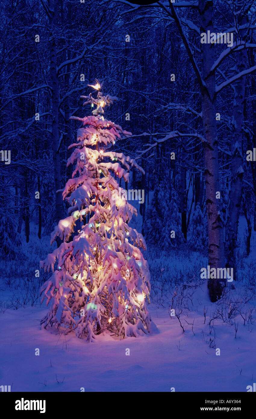 Lit Christmas Tree in Forest at Twilight SC Alaska Winter Stock Photo ...
