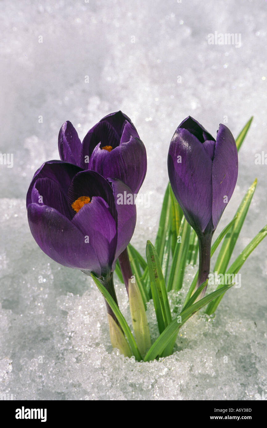 Purple crocus blooms hi-res stock photography and images - Alamy
