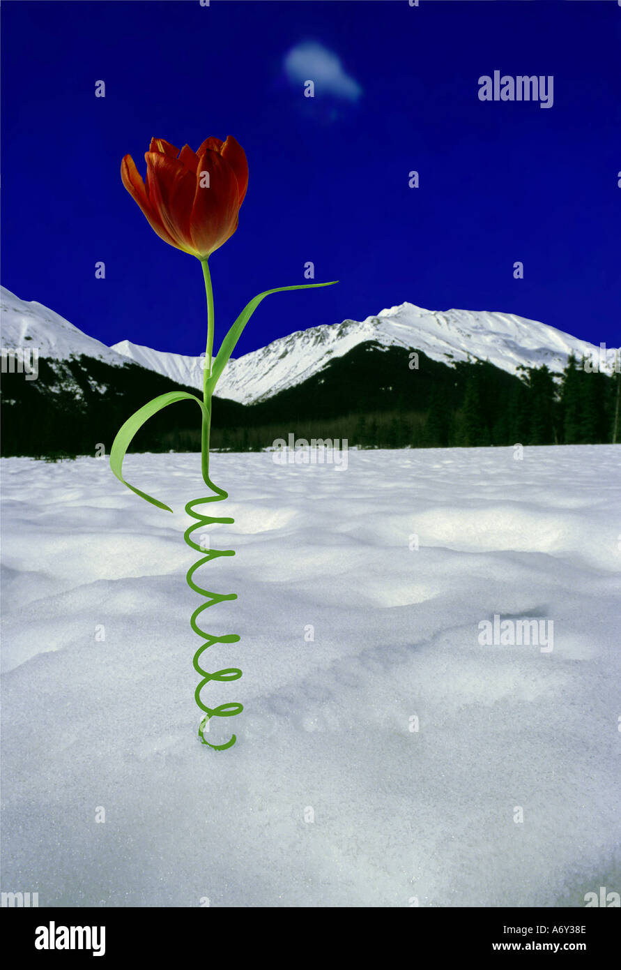 Tulip in snowfield spring Alaska Digital Original Stock Photo - Alamy