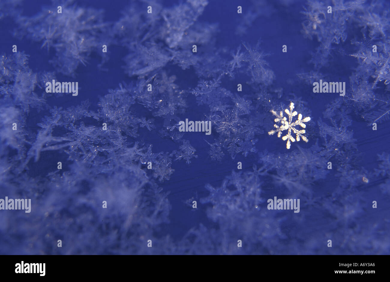 Reflect characteristics hi-res stock photography and images - Alamy