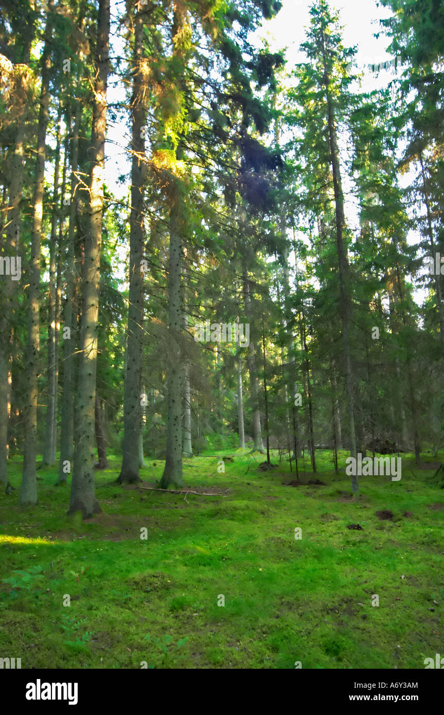 Fir trees in a forest with green forest floor covered with lush moss ...