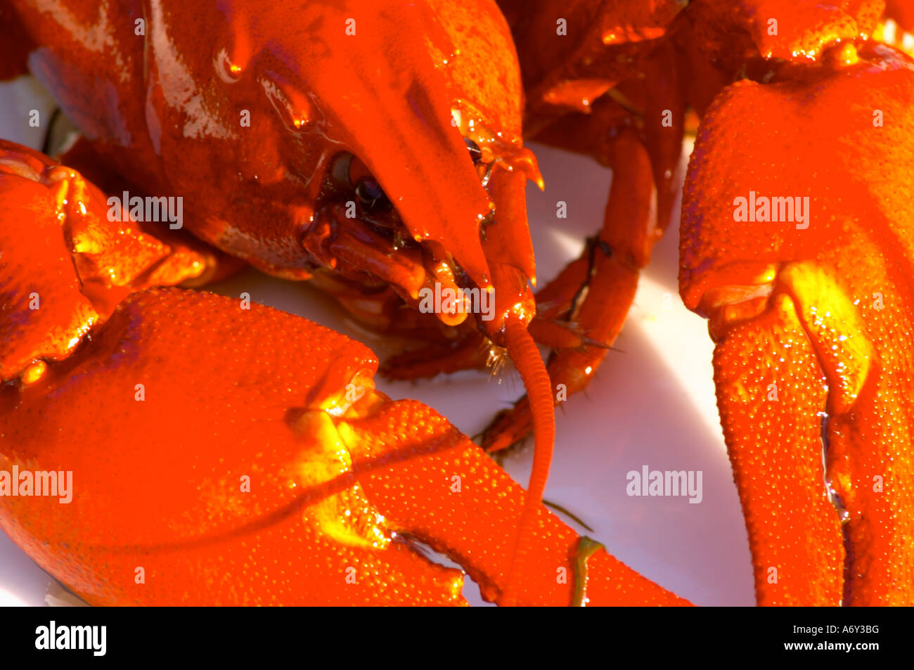 Detail of crayfish with head and claws. Smaland region. Sweden, Europe ...