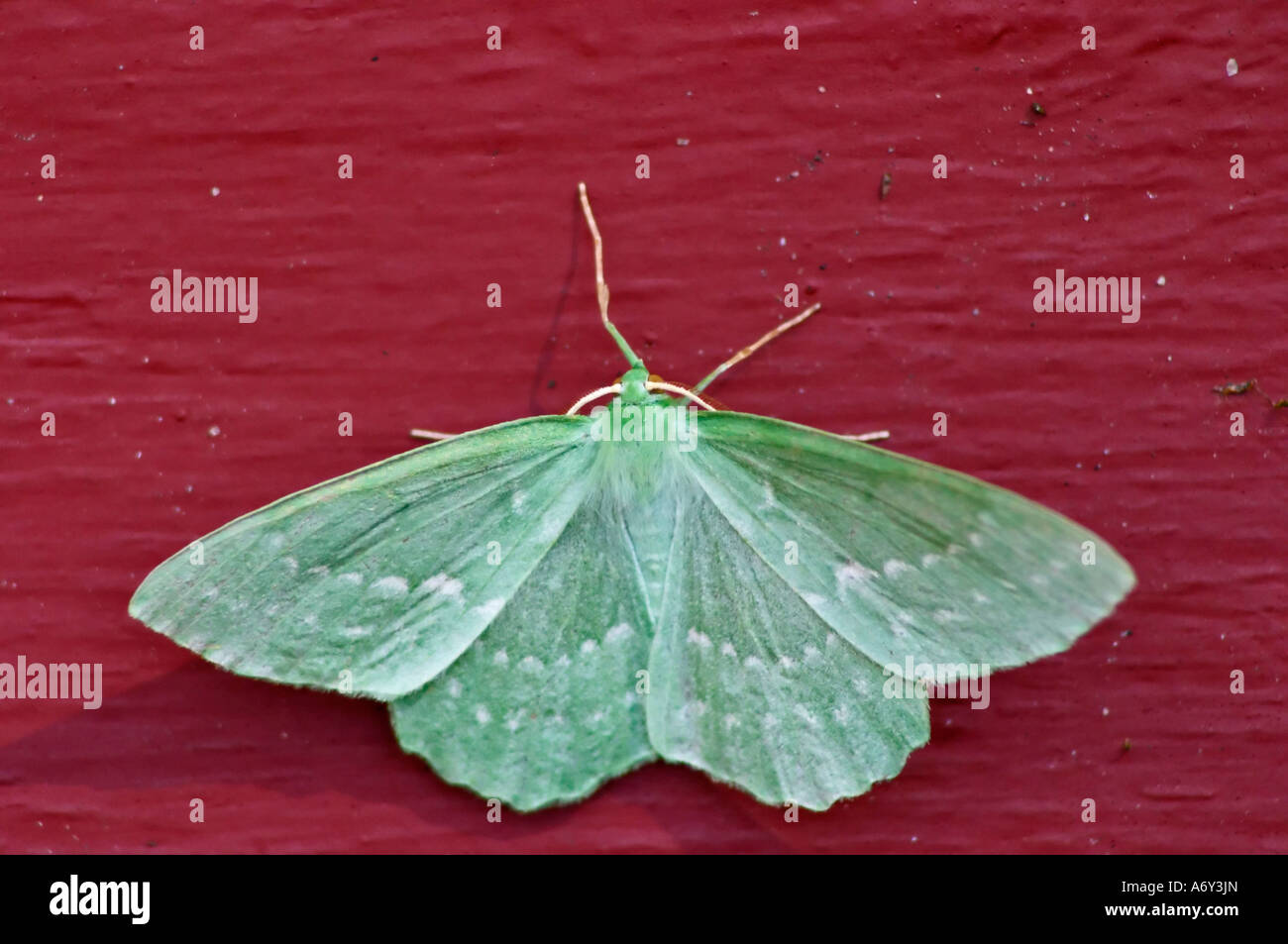 Large green moth: Emerald Geometra Papilionaria at rest on a red wall ...