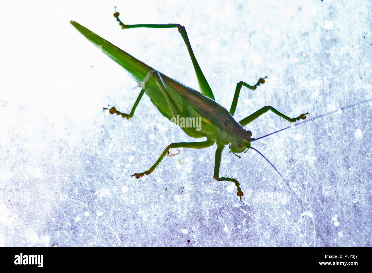 Large green grasshopper backlit on a window. Smaland region. Sweden ...