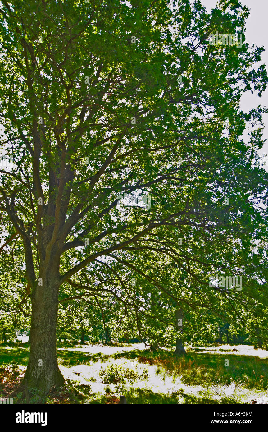 Oak tree in a field. Smaland region. Sweden, Europe Stock Photo - Alamy