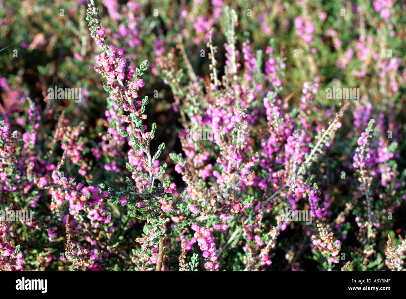 Heather. Calluna Vulgaris - Red Star Stock Photo - Alamy