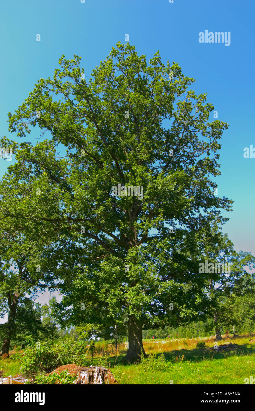 Oak tree in a field. Smaland region. Sweden, Europe Stock Photo - Alamy