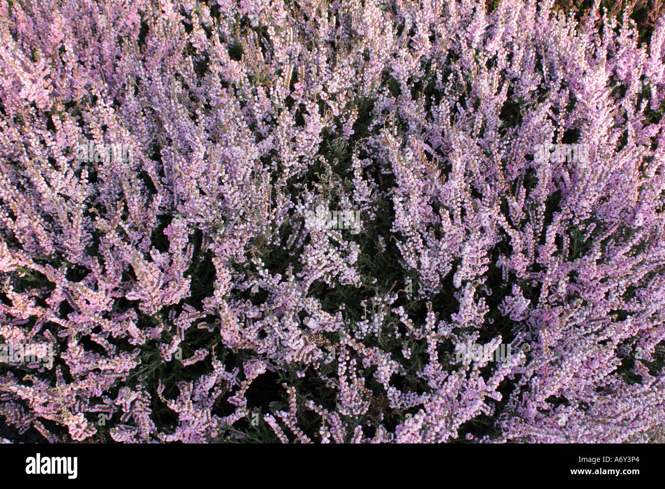 Heather. Calluna Vulgaris - Elise Rurnell Stock Photo - Alamy