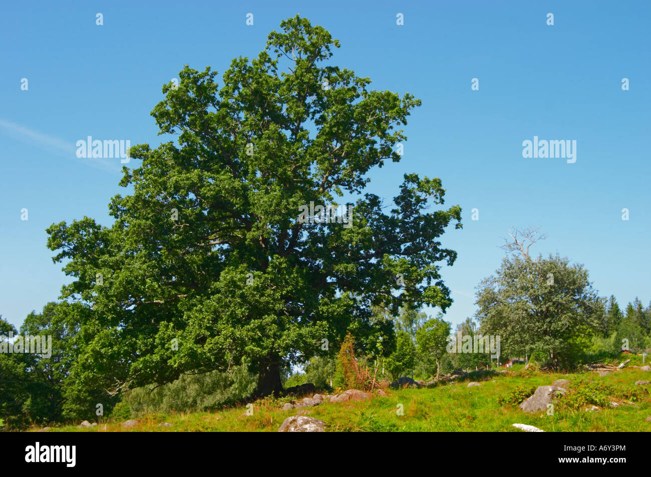 Oak tree in a field. Smaland region. Sweden, Europe Stock Photo - Alamy