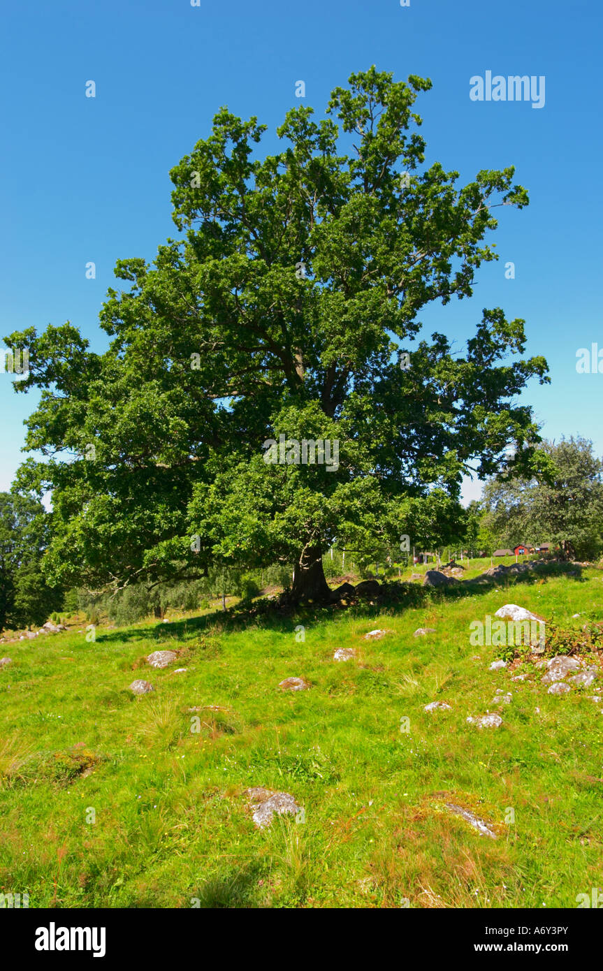 Oak tree in a field. Smaland region. Sweden, Europe Stock Photo - Alamy