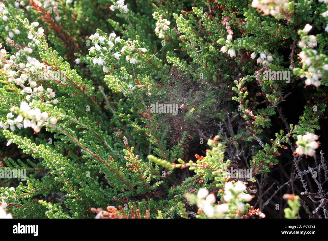 Heather. Calluna Vulgaris - Spring Cream Stock Photo - Alamy