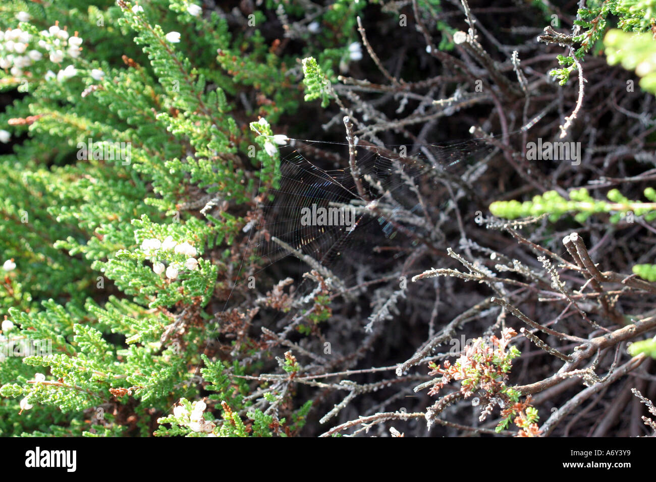 Heather. Calluna Vulgaris - Spring Cream Stock Photo - Alamy