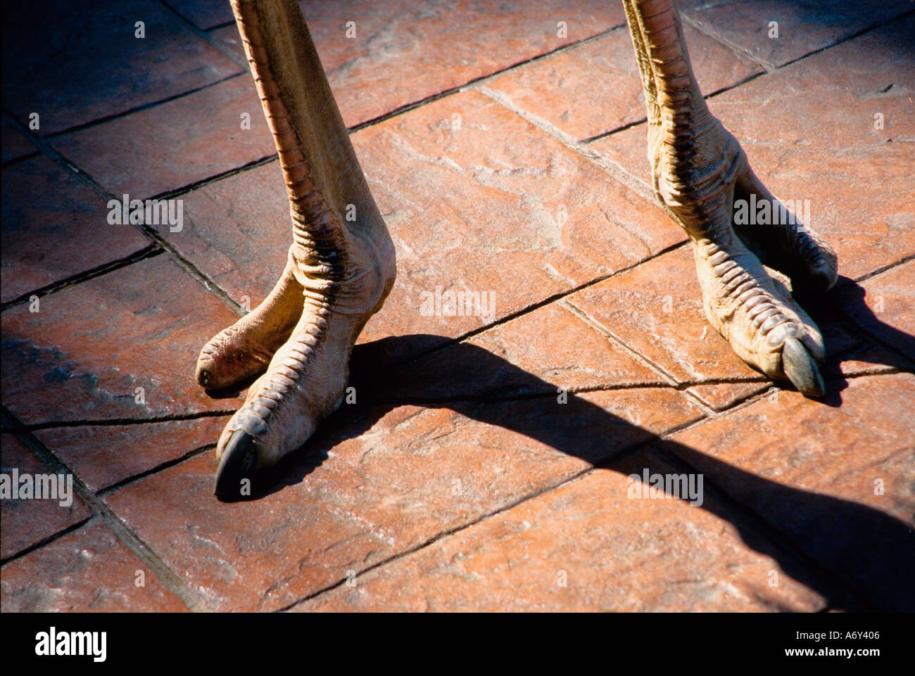 Ostrich feet hi-res stock photography and images - Alamy