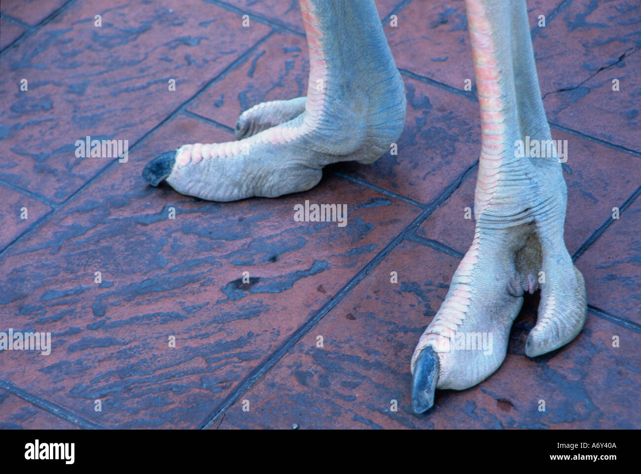 Ostrich birds feet Stock Photo - Alamy