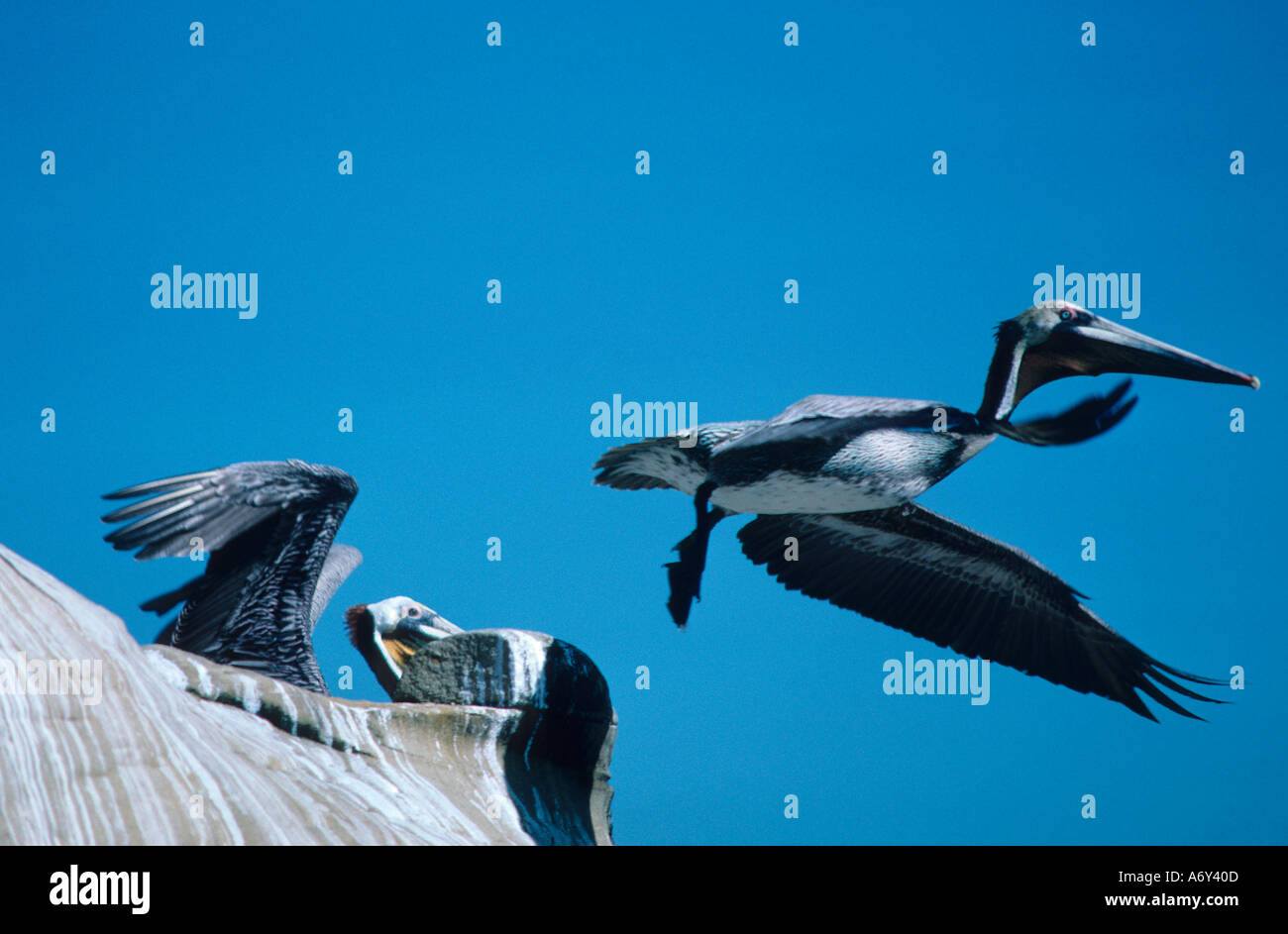 Pelican egg hi-res stock photography and images - Alamy