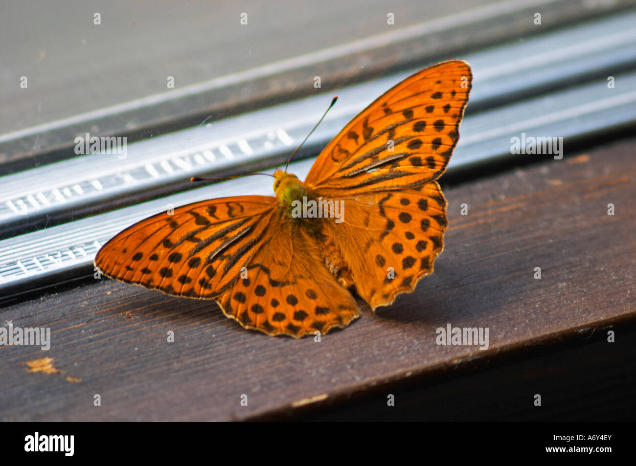 Small Fritillary butterfly resting on a window sill. Smaland region ...