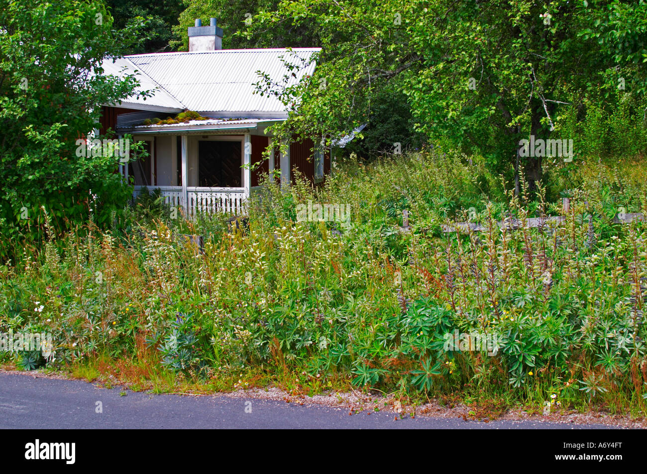 Traditional style Swedish wooden painted house. Overgrown unkempt ...